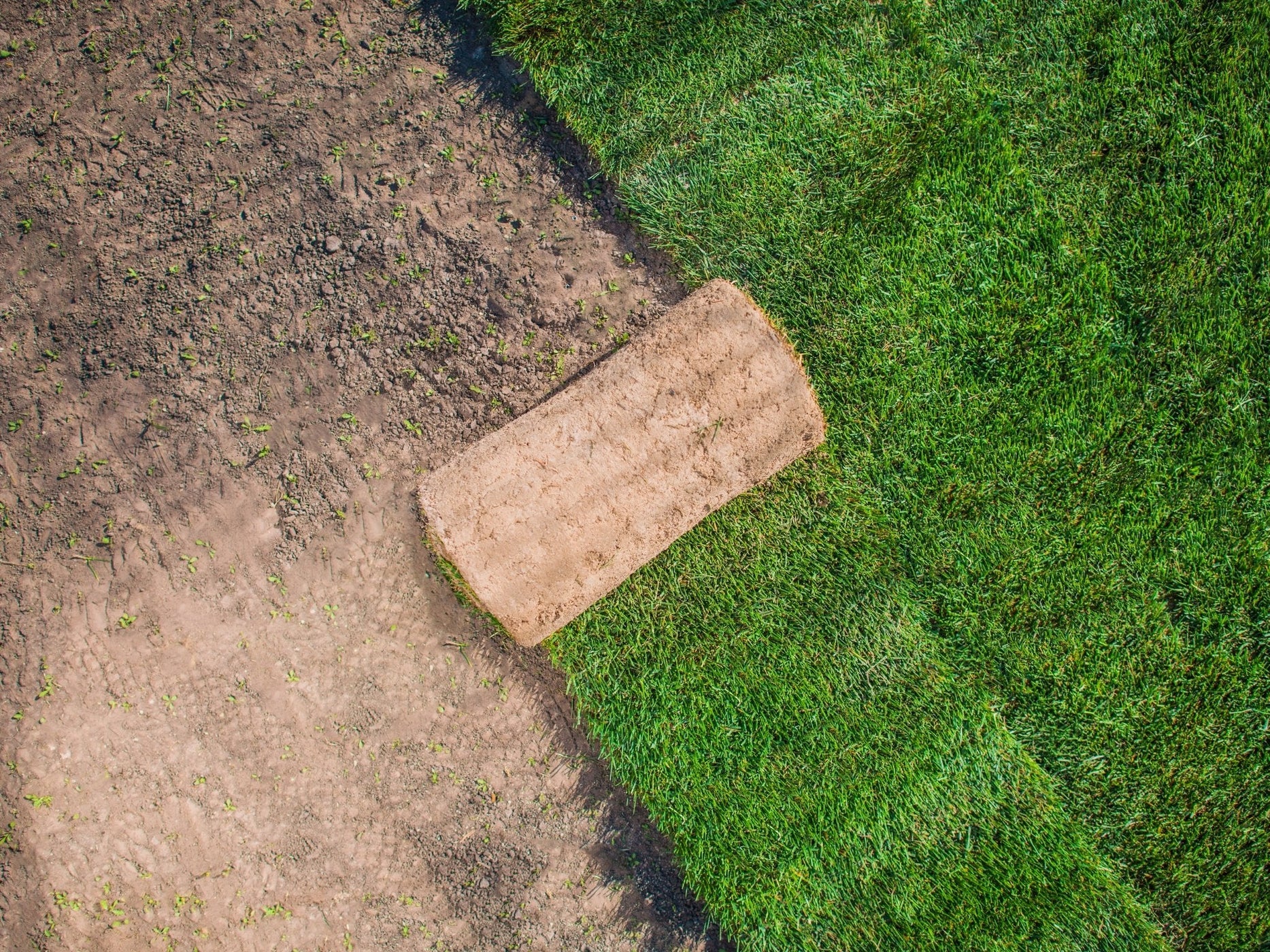 Premium Cultivated Arena Tillers Turf – The Grass Centre LTD