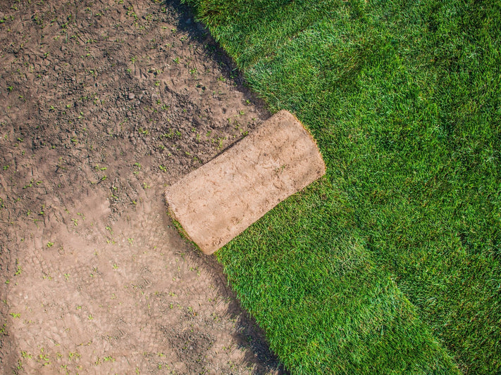 Premium Cultivated Arena Tillers Turf – The Grass Centre LTD